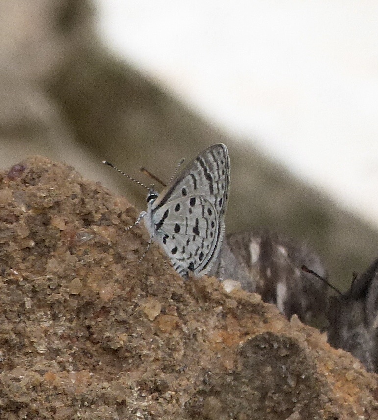 Black-Bordered Babul Blue from Adansi South, Ashanti, GH on April 11 ...