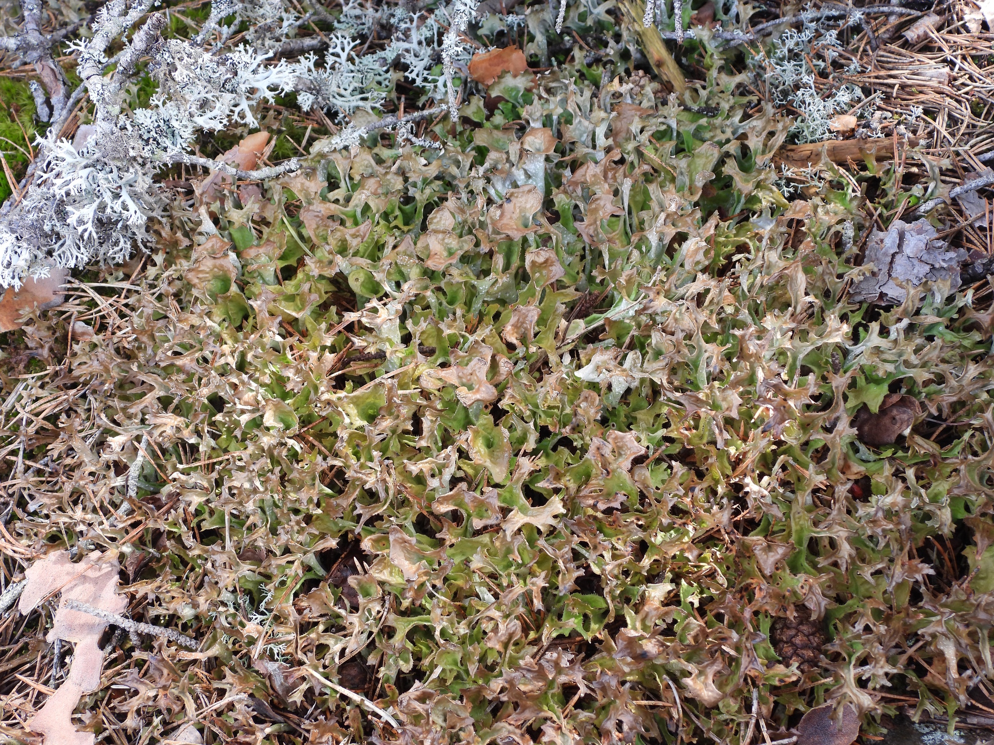 Cetraria islandica subsp. islandica