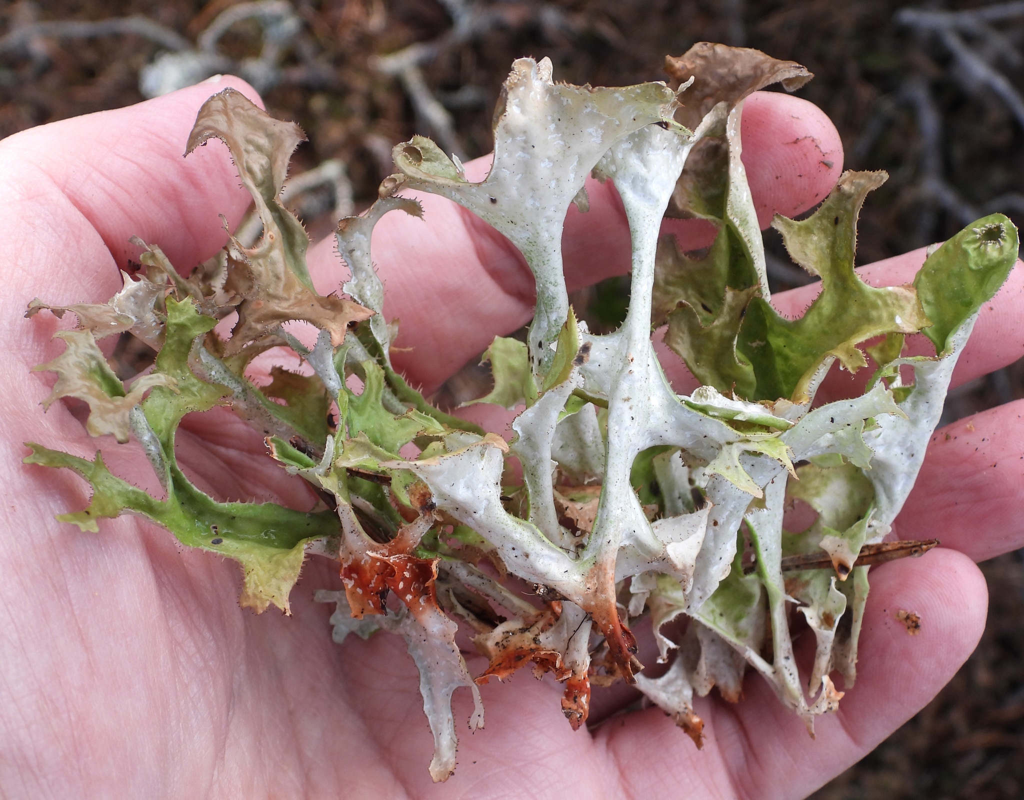 Cetraria islandica subsp. islandica