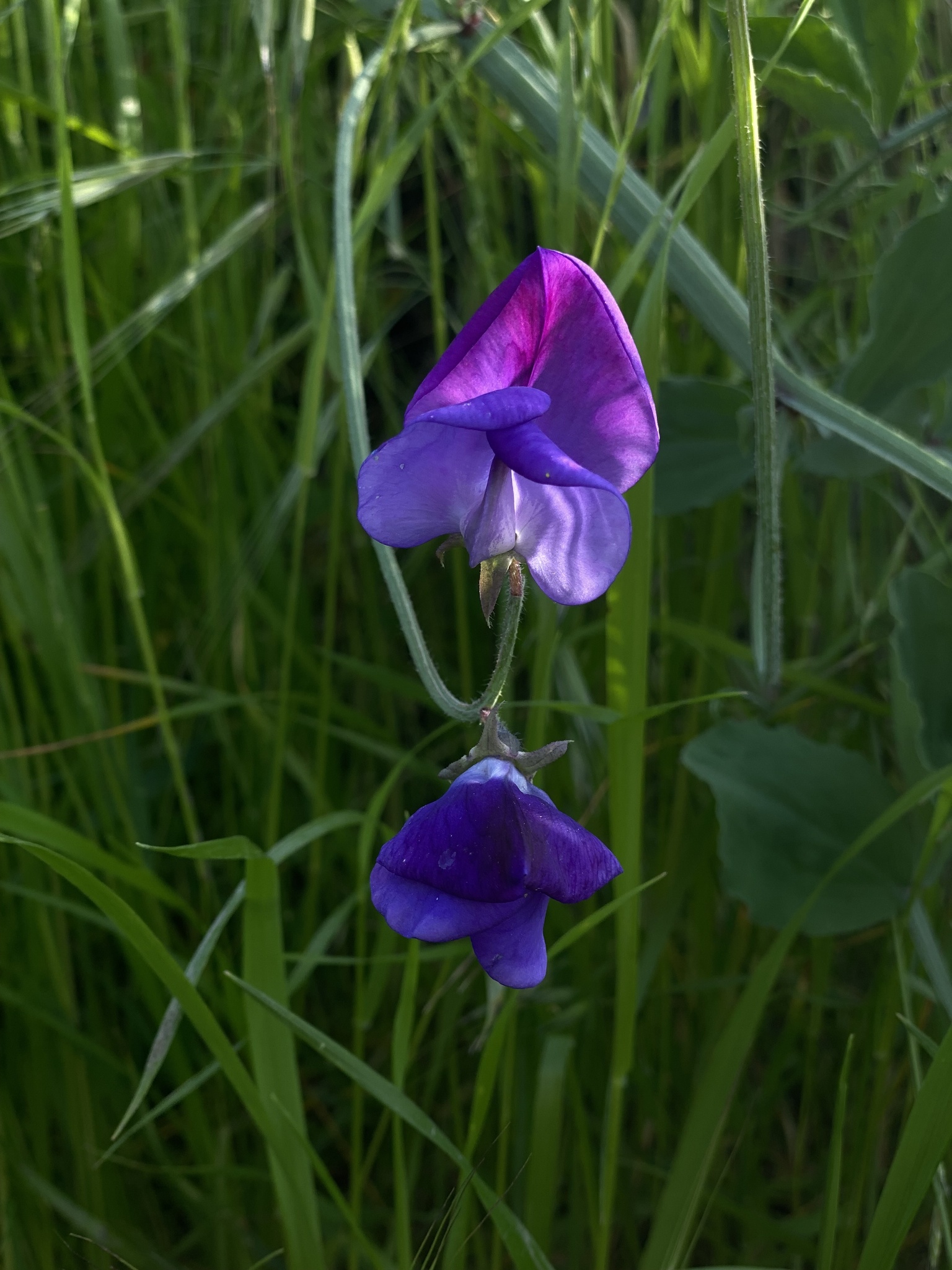 Lathyrus odoratus L.