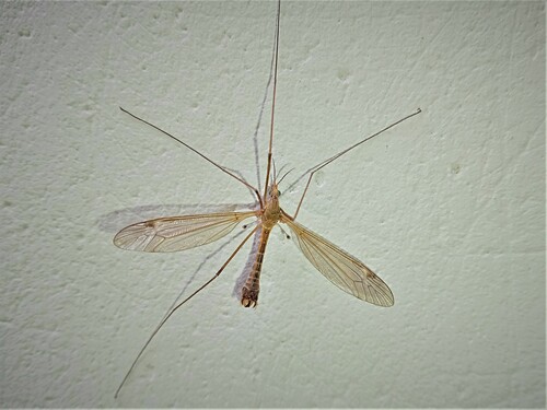 Tipula caudatula · iNaturalist Chile