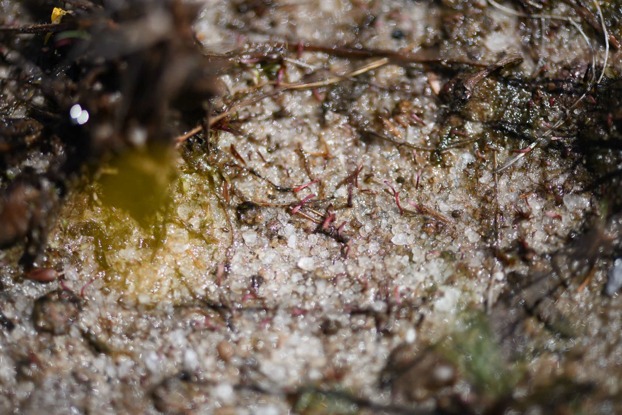 Utricularia adpressa Salzm. ex A.St.-Hil. & Girard