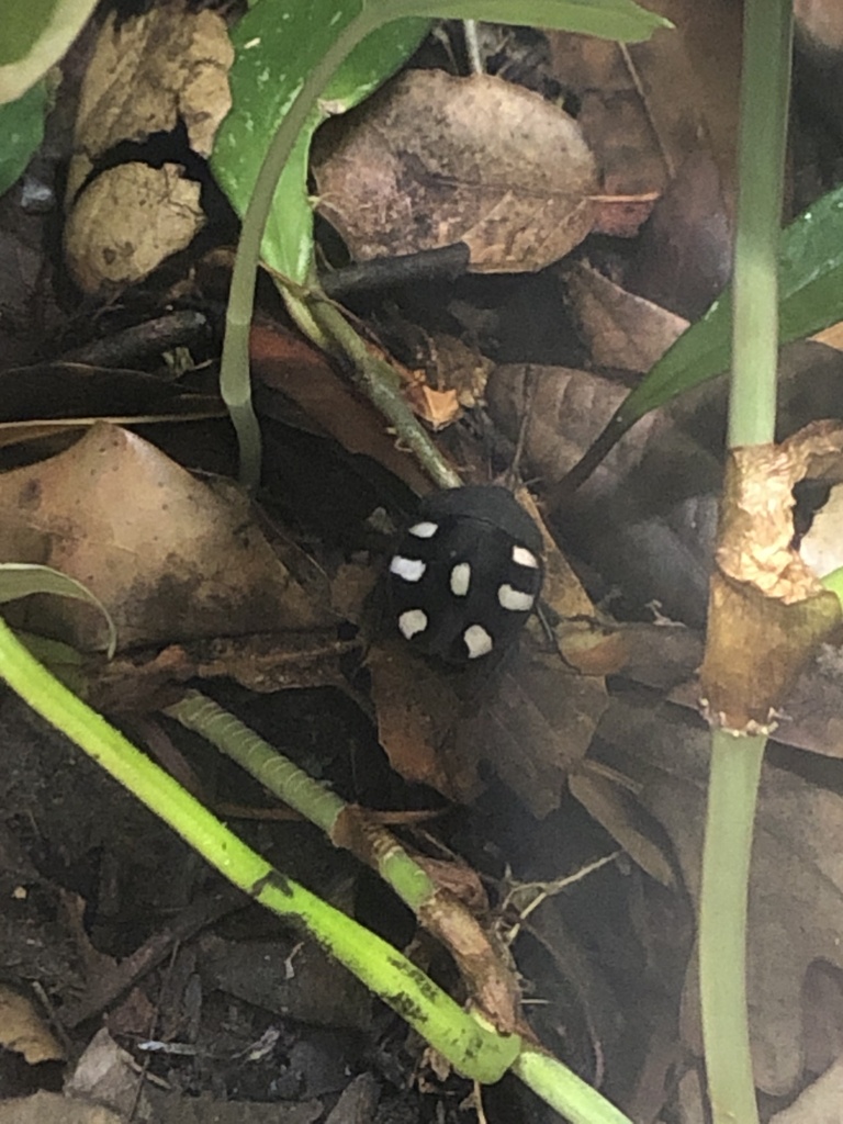 Indian Domino Cockroach from San Diego Zoo, San Diego, CA, US on April ...