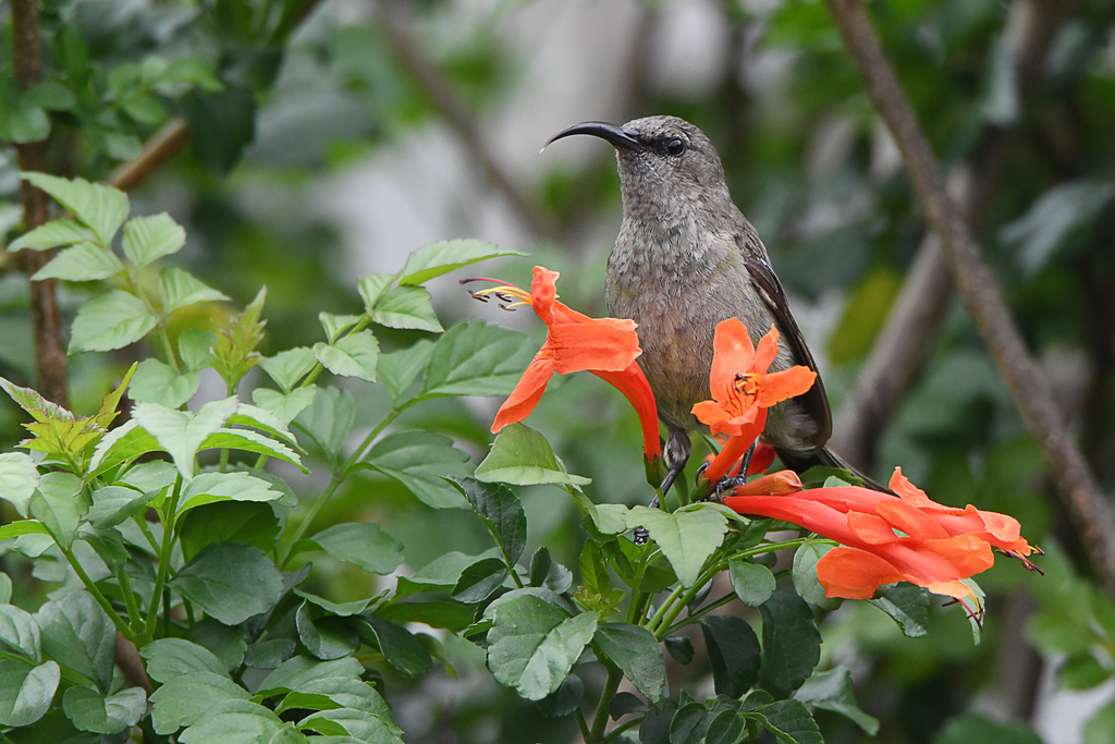 Southern Greater Double-collared Sunbird from Colchester, Gqeberha ...