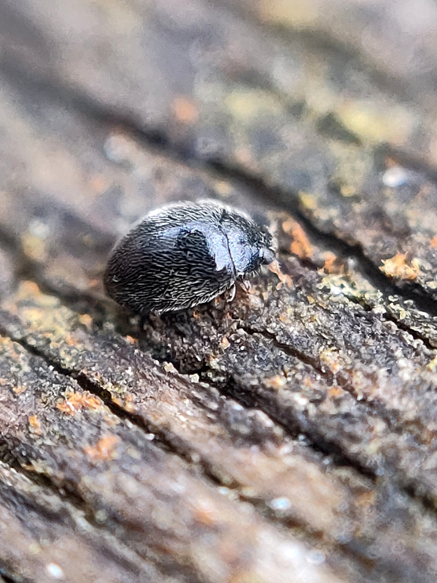 Stethorus pusillus (Herbst, 1797)