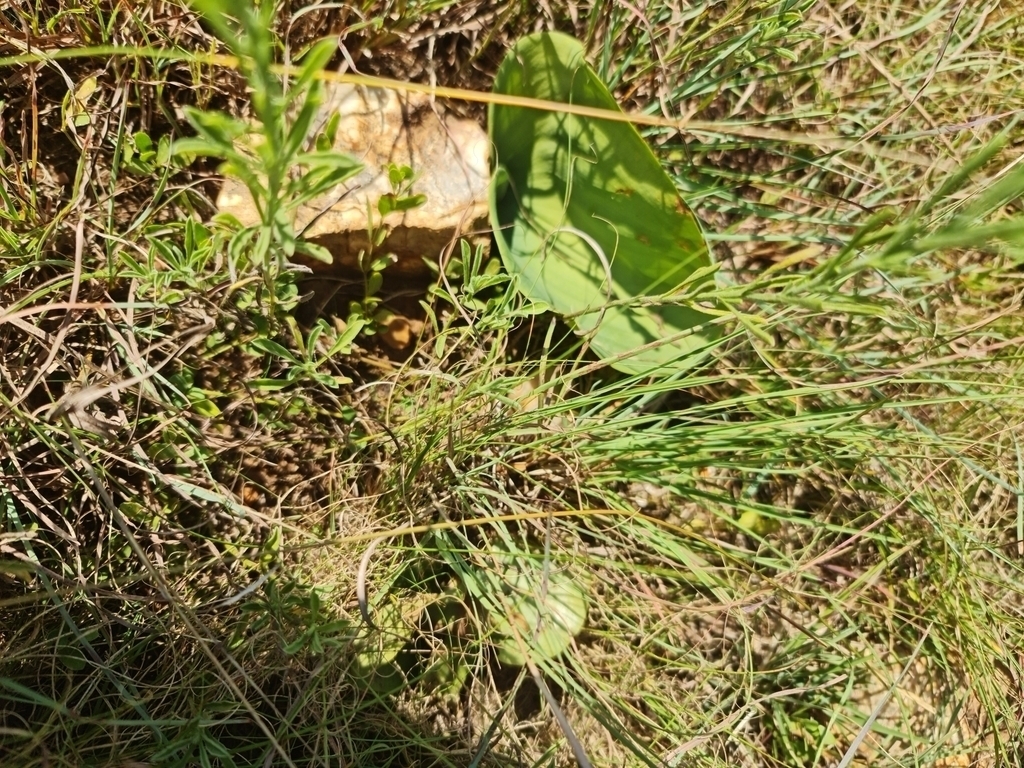 Woolseeds from Merafong City Local Municipality, South Africa on March ...