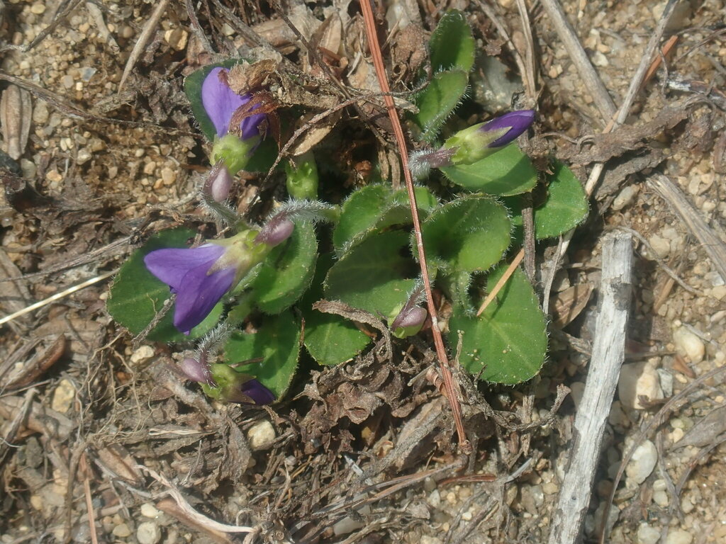 violets from Franklin, Massachusetts, United States on April 27, 2023 ...