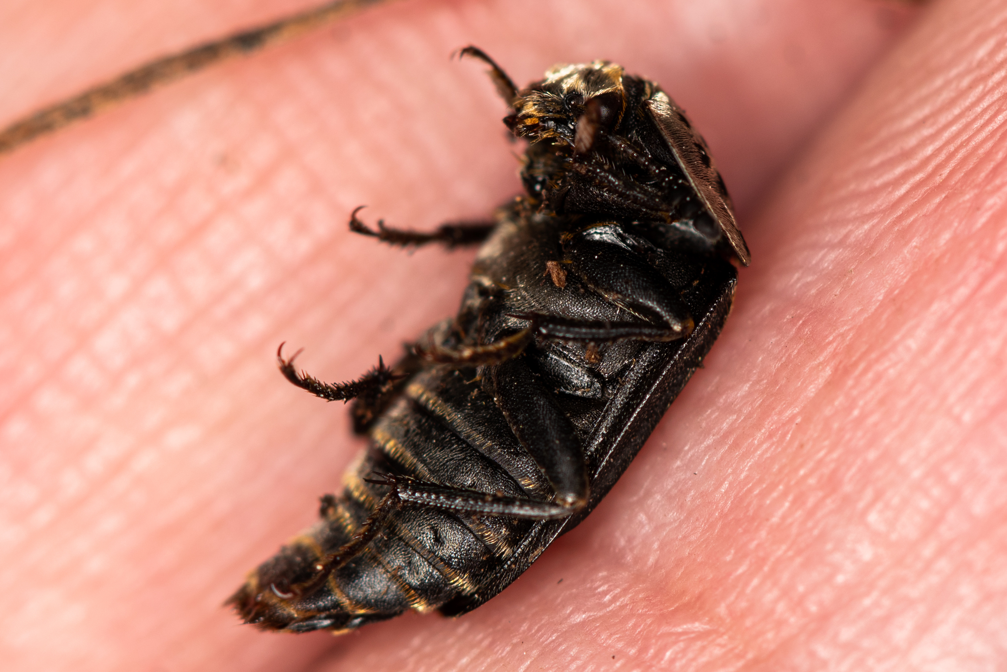 Thanatophilus sinuatus (Fabricius, 1775)