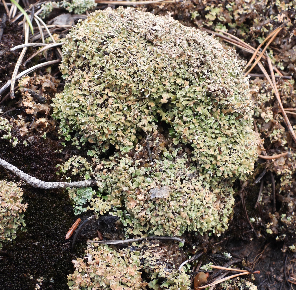 Olive Cladonia from Åboland-Turunmaa, Suomi on April 27, 2023 at 03:57 ...