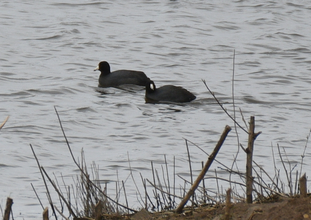 American Coot from Tualatin River National Wildlife Refuge, Washington ...