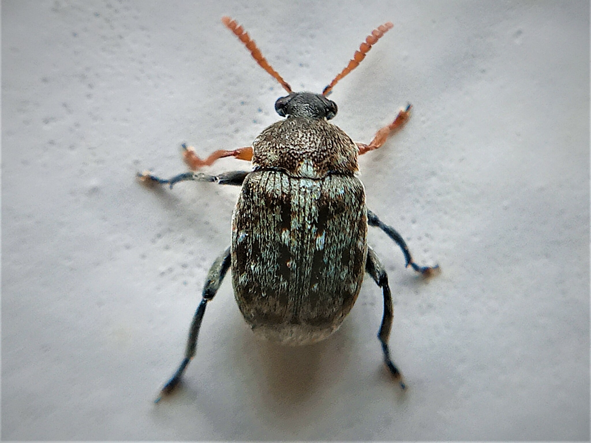 Bruchus brachialis Fåhraeus, 1839