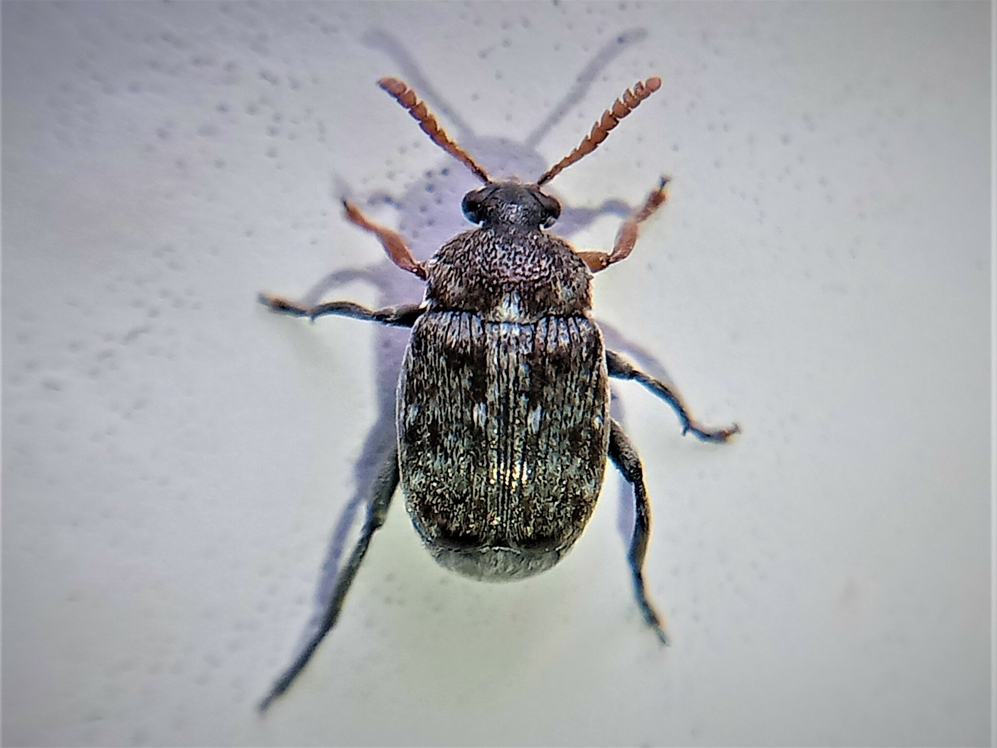 Bruchus brachialis Fåhraeus, 1839