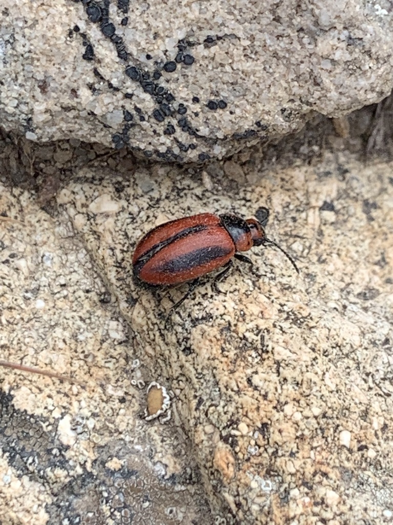 Red turnip beetle from CR-3, Leadville, CO, US on September 11, 2021 at ...
