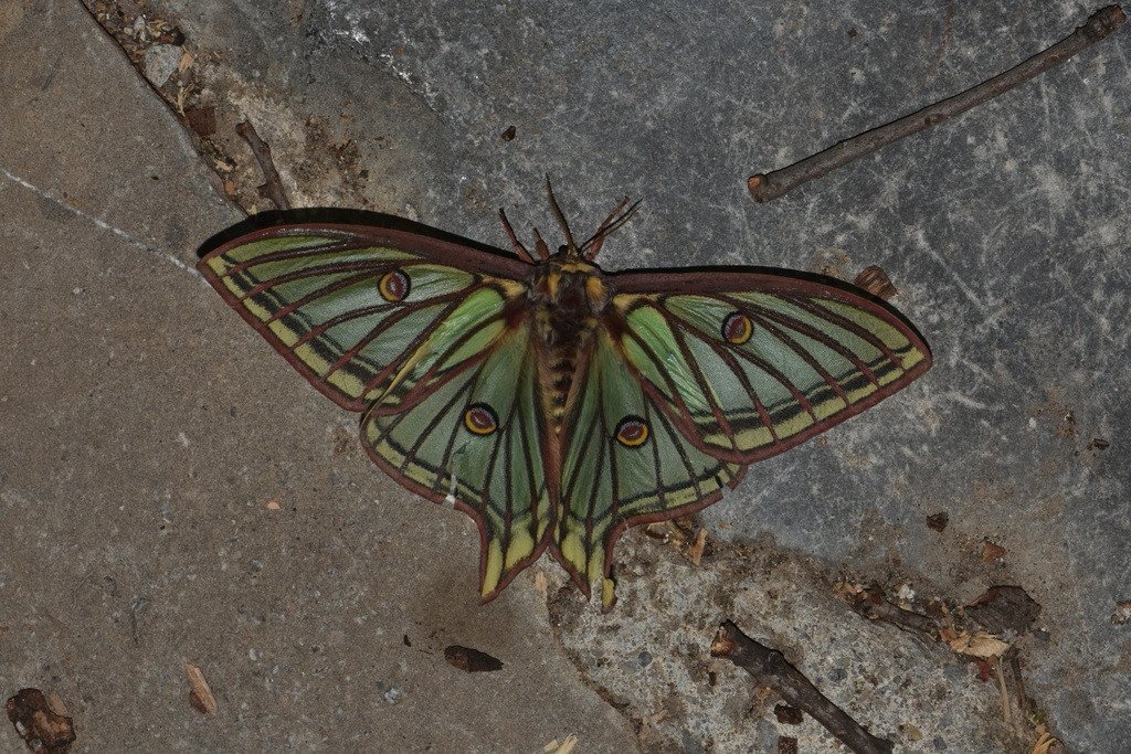 Spanish Moon Moth from Senyús 25794 Cabó, Lleida, Spain on April 26 ...