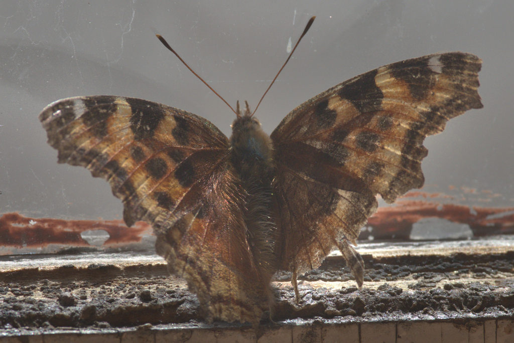 Compton Tortoiseshell from Fraser-Fort George, British Columbia, Canada ...