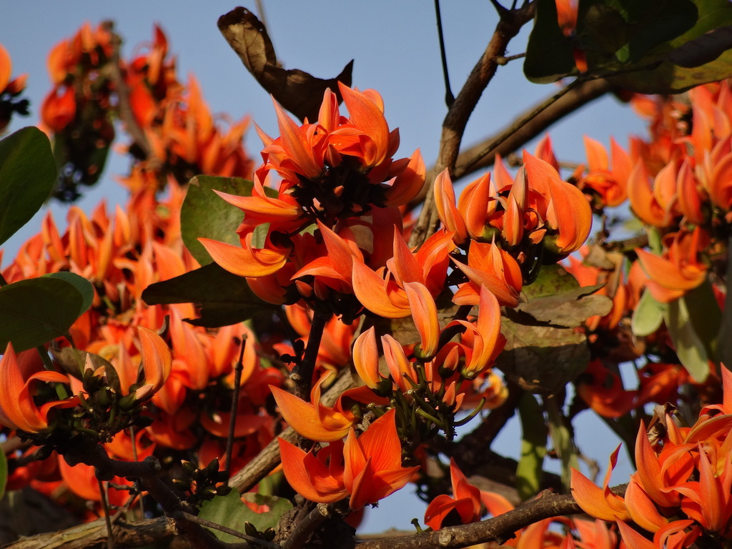 (Butea monosperma monosperma) - Botanical Realm