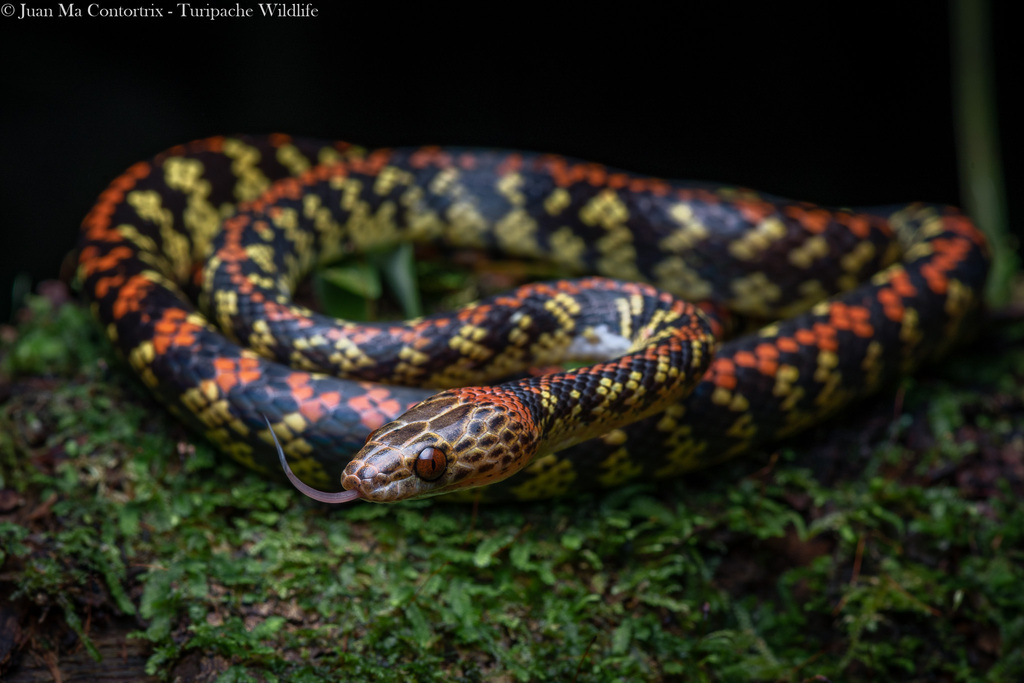 Panama Spotted Night Snake (Siphlophis cervinus) - Snakes and Lizards