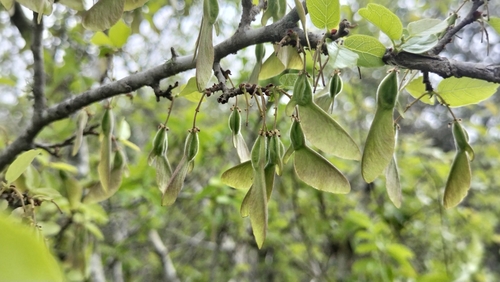 Cerón (Phyllostylon brasiliense)