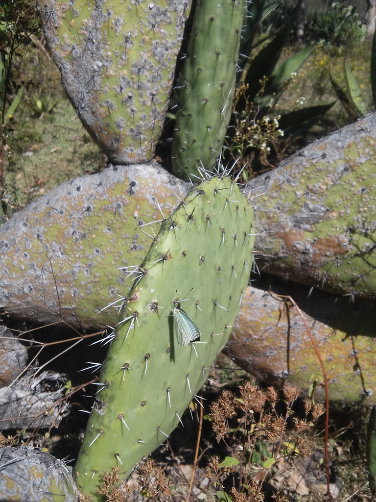 Something on November 16, 2015 at 01:22 PM by Brenda Sixto · iNaturalist