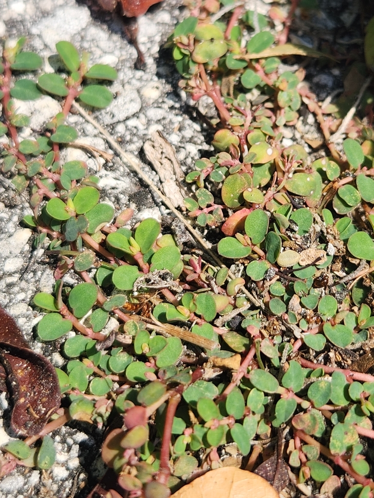 limestone sandmat from Boyette, Riverview, FL, USA on April 27, 2023 at ...