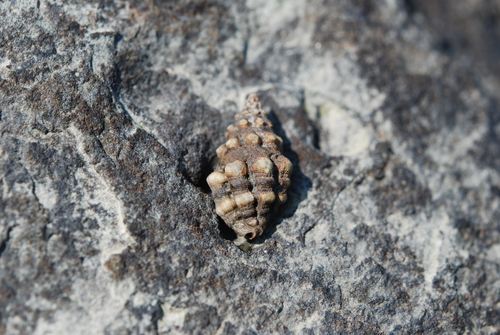 Morula anaxares · iNaturalist