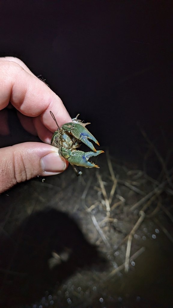 Prairie Crayfish from Woodson County, KS, USA on March 8, 2023 at 09:24 ...