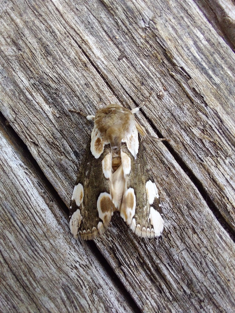 Peach Blossom Moth from Somerset, UK on June 07, 2022 at 07:49 AM by ...