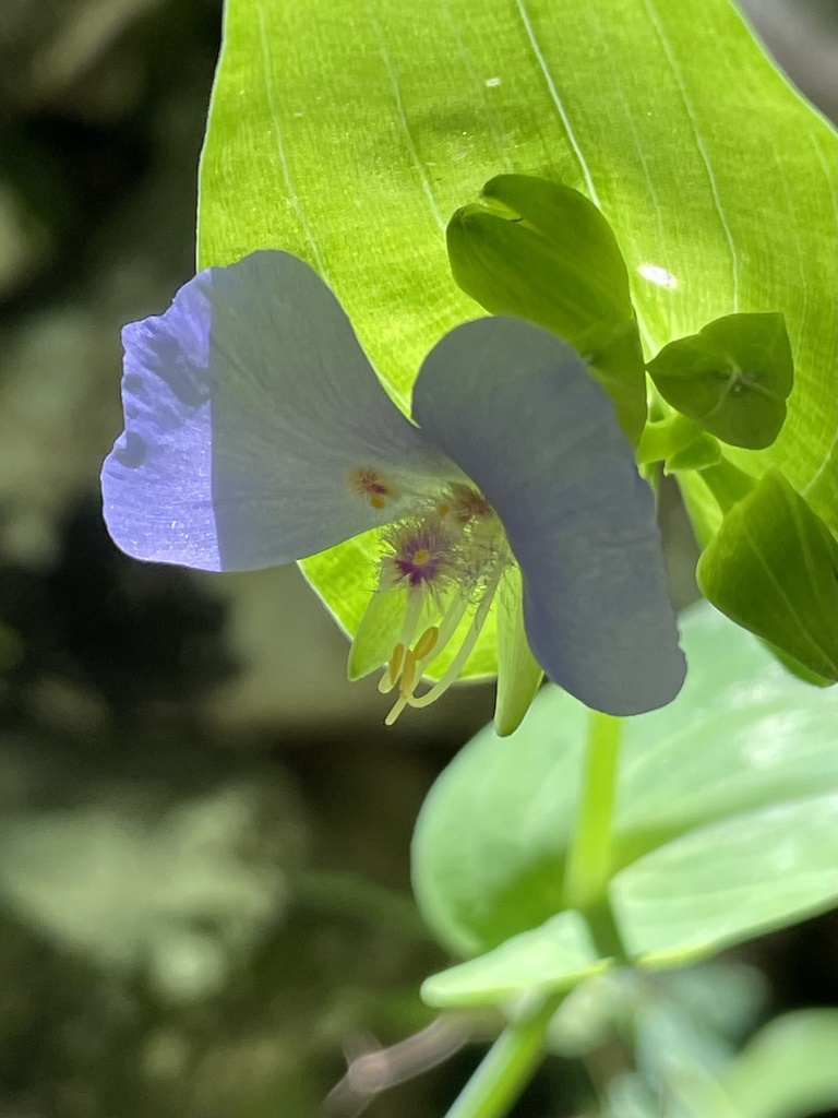 False dayflower from Lakeview Blvd, New Braunfels, TX, US on April 27 ...