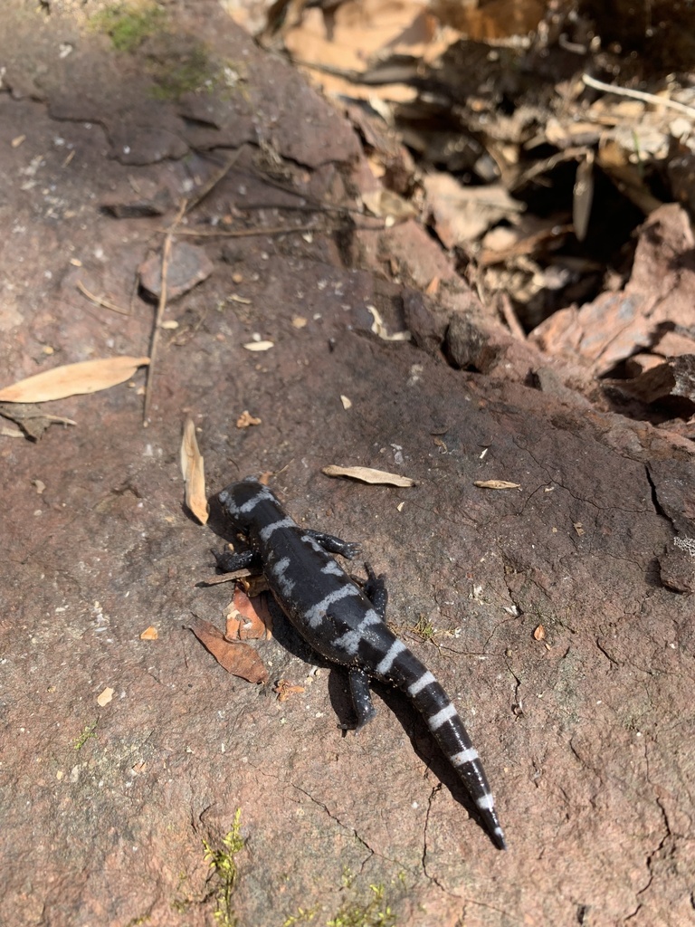 Marbled Salamander in April 2022 by nick_gwags · iNaturalist