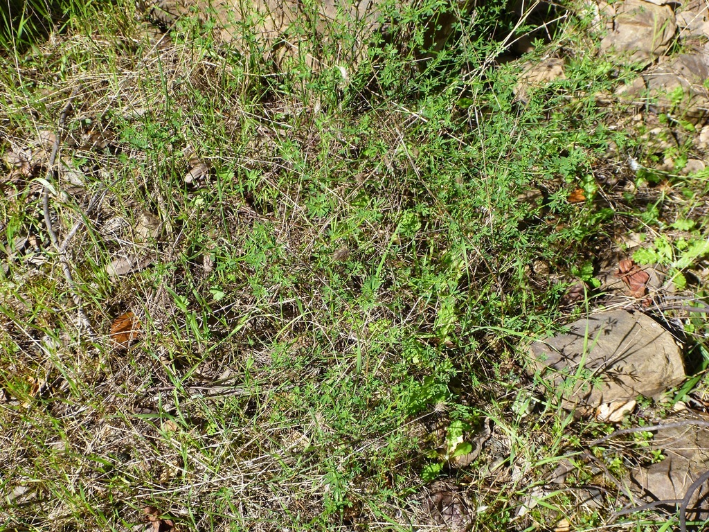 Common deerweed (Plants of Samuel P. Taylor State Park) · iNaturalist