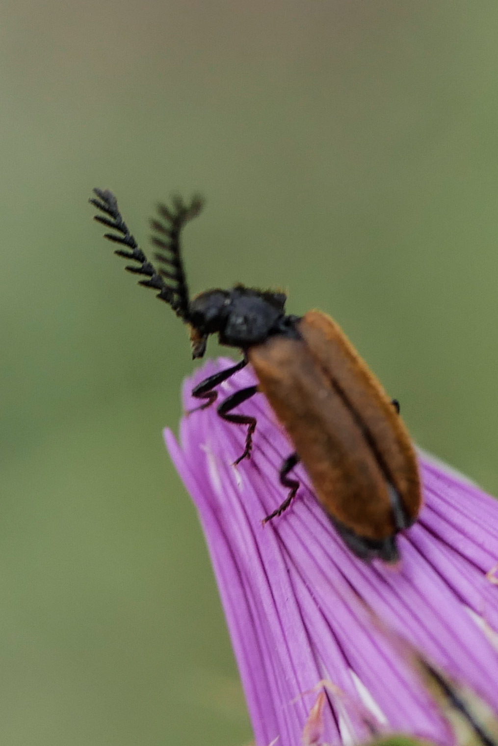 Drilidae