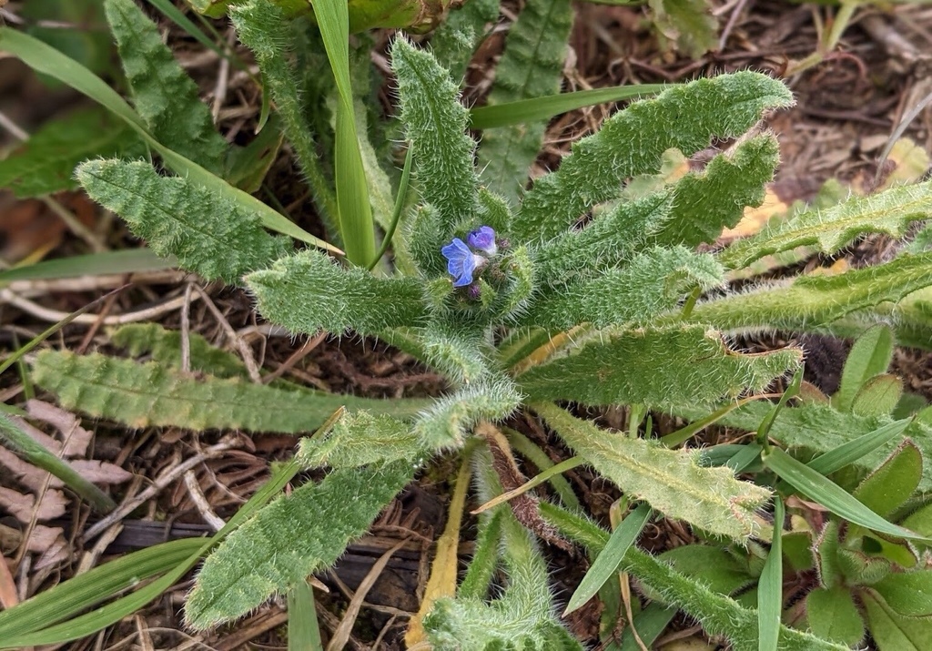 small bugloss from Howardian Hills AONB, York, England, GB on April 27 ...