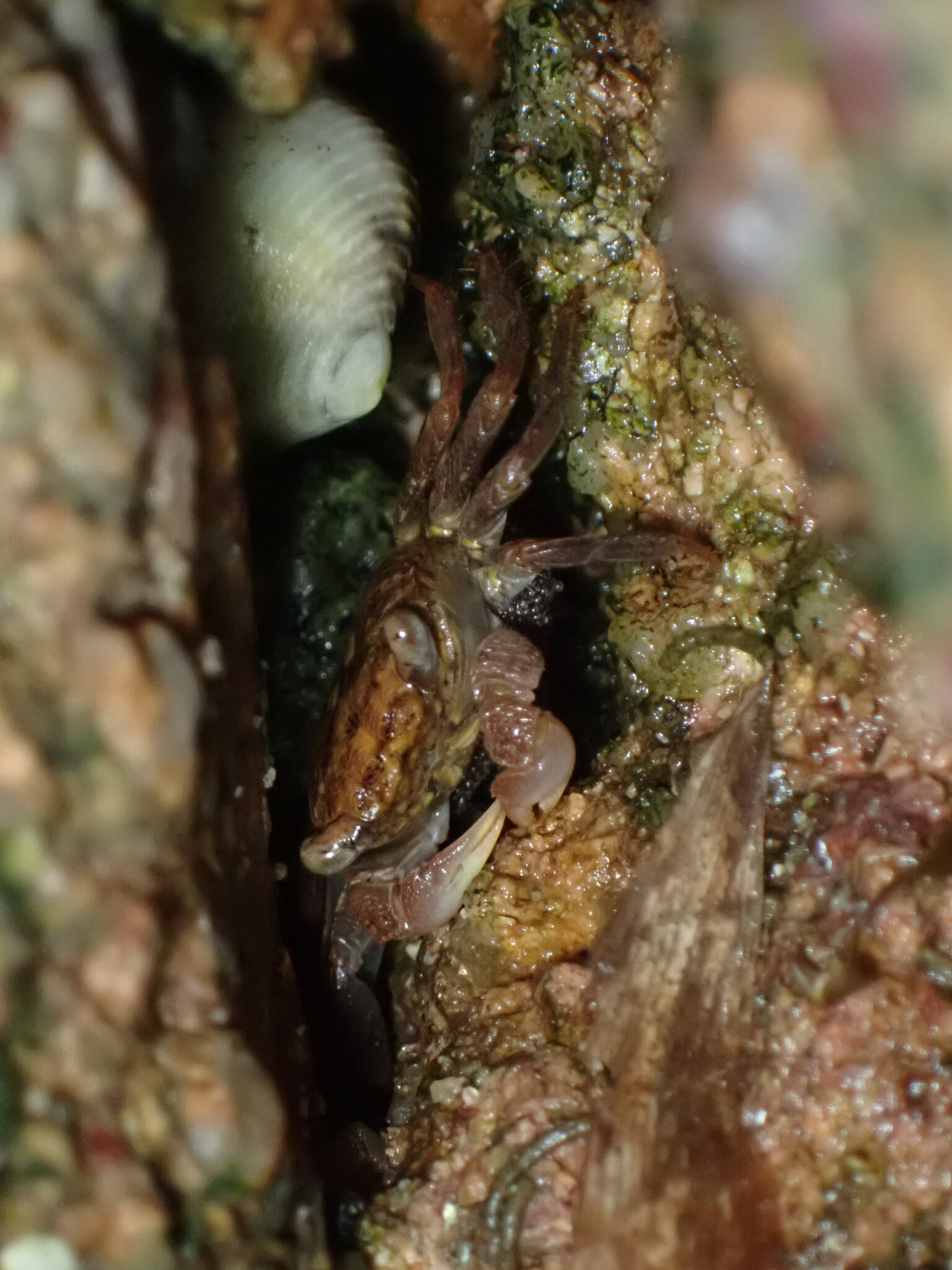 Parasesarma pictum (De Haan, 1835)