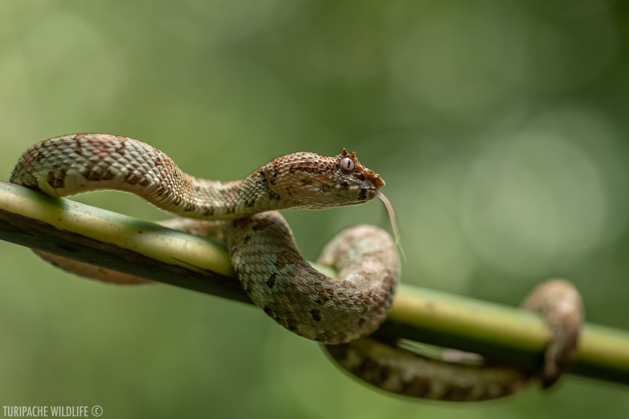 Green Eyelash Pit Viper
