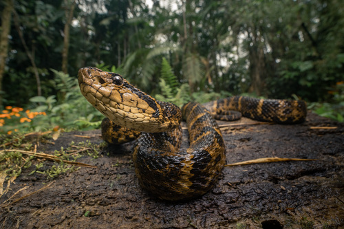 Osborne's Lancehead (Bothrops osbornei) - Snakes and Lizards