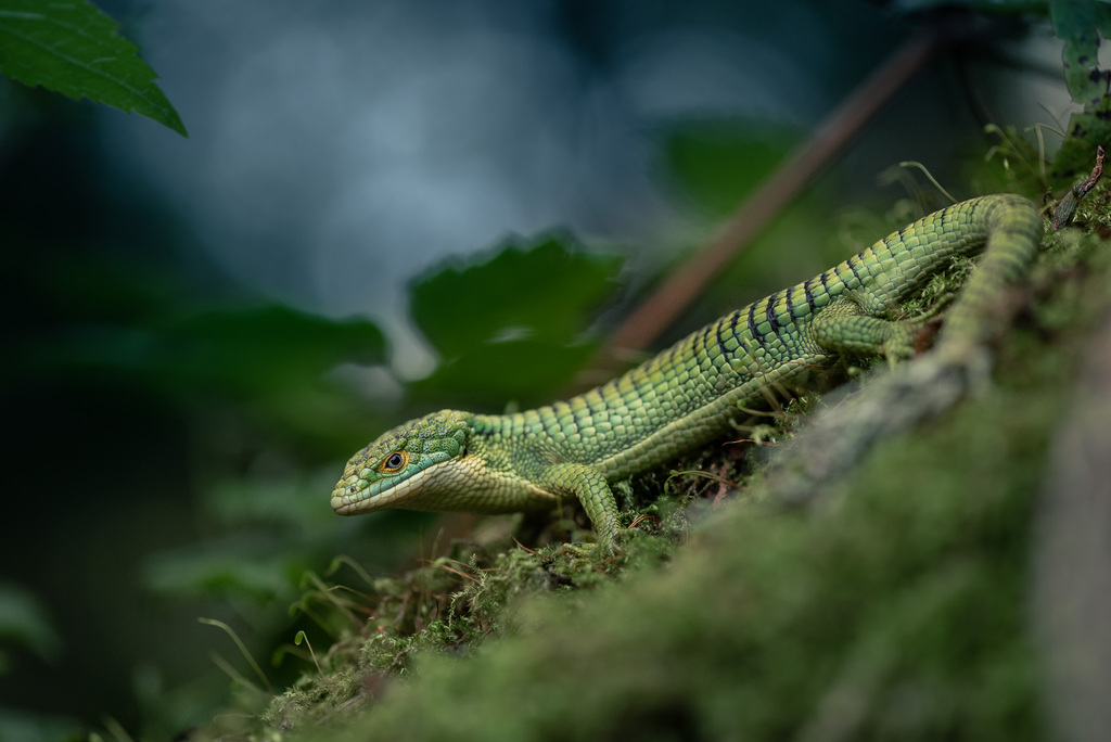 Terrestrial Arboreal Alligator Lizard in June 2020 by Juan Ma ...