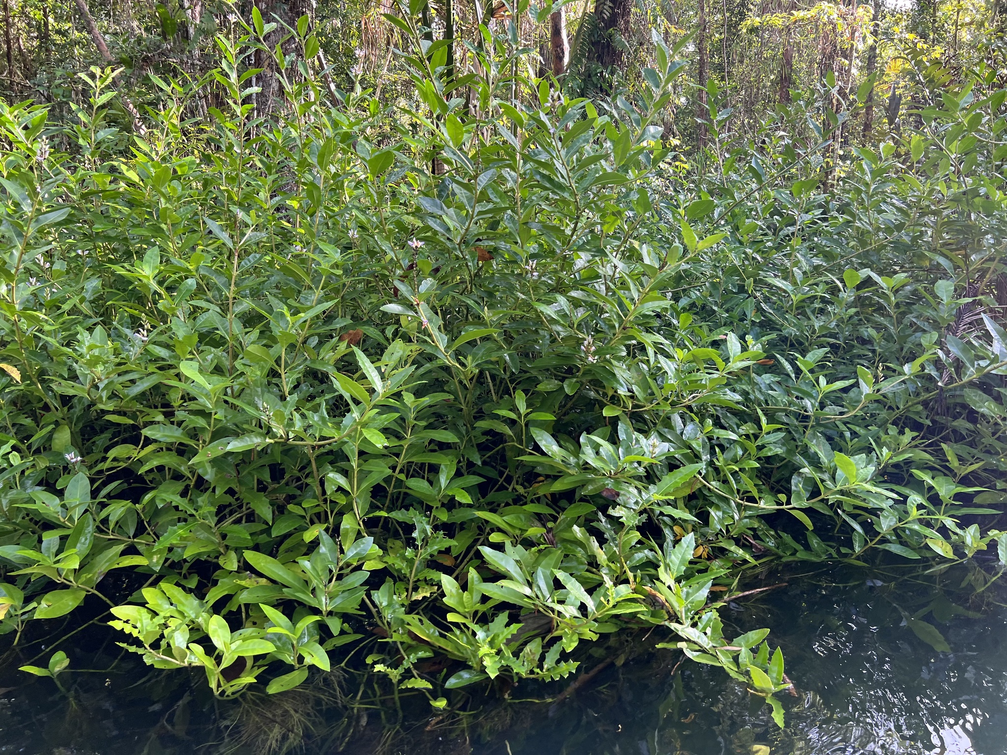Acanthus ilicifolius L.