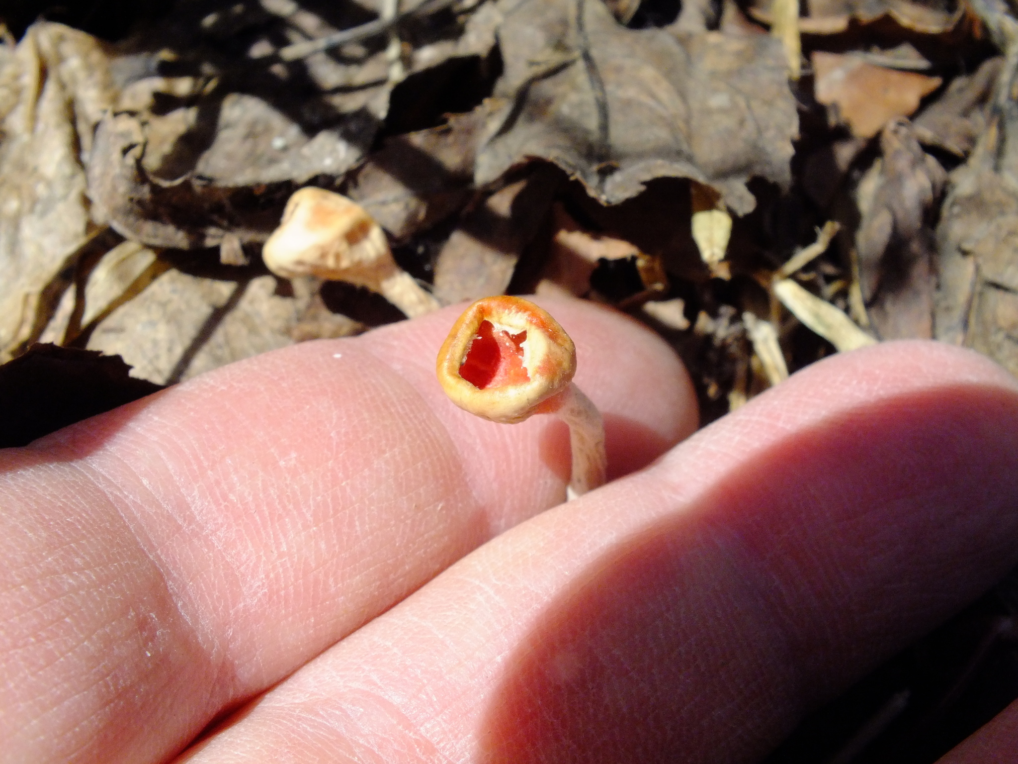 Microstoma protractum (Fr.) Kanouse