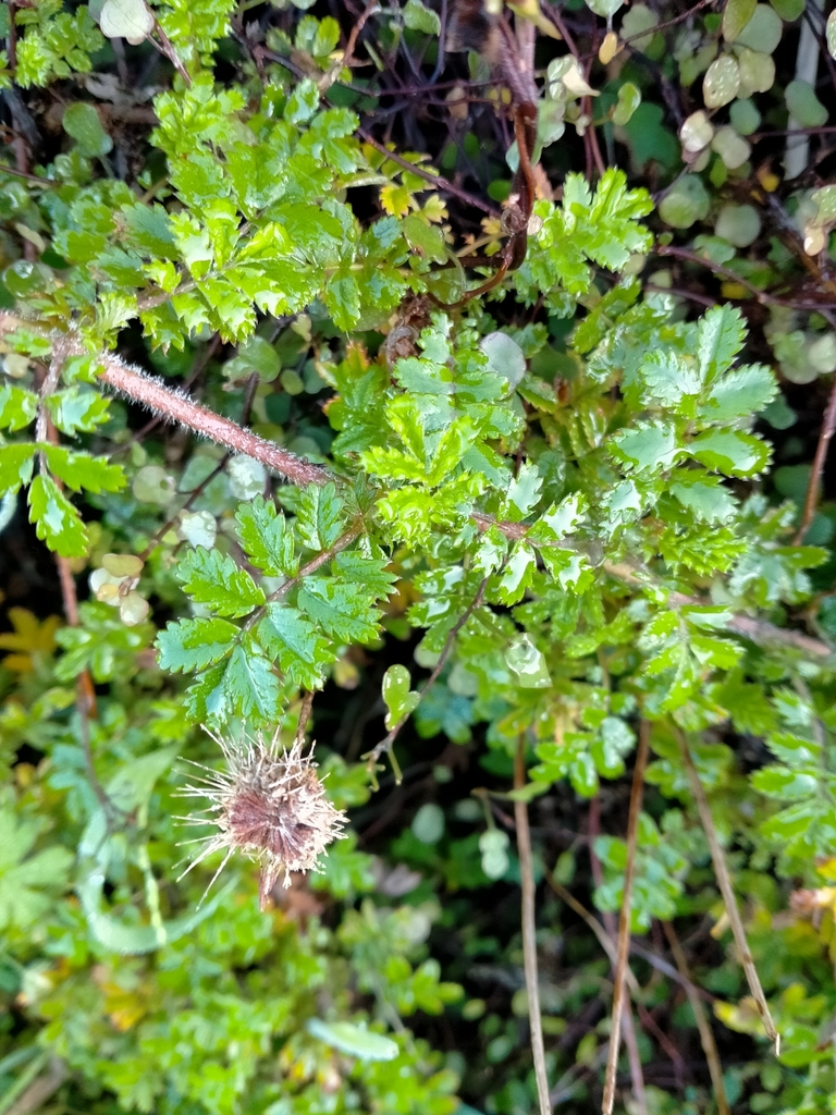 bidgee-widgee from Wellington, NZ-WG, NZ on April 28, 2023 at 08:05 AM ...