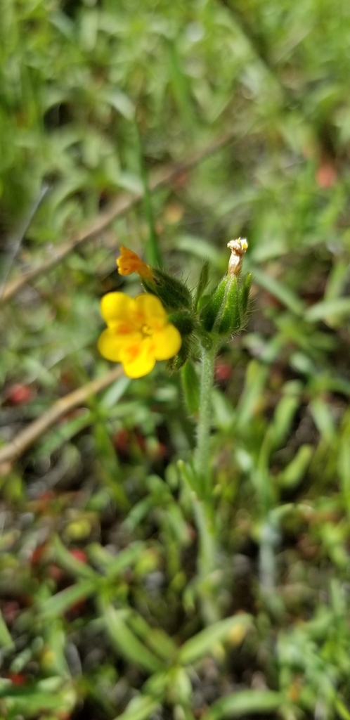 tarweed fiddleneck from The Dalles, OR 97058, USA on April 27, 2023 at ...