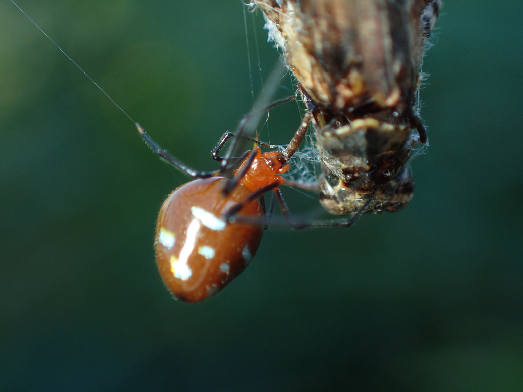 Small Thief Spider (Spiders of Karnataka) · iNaturalist