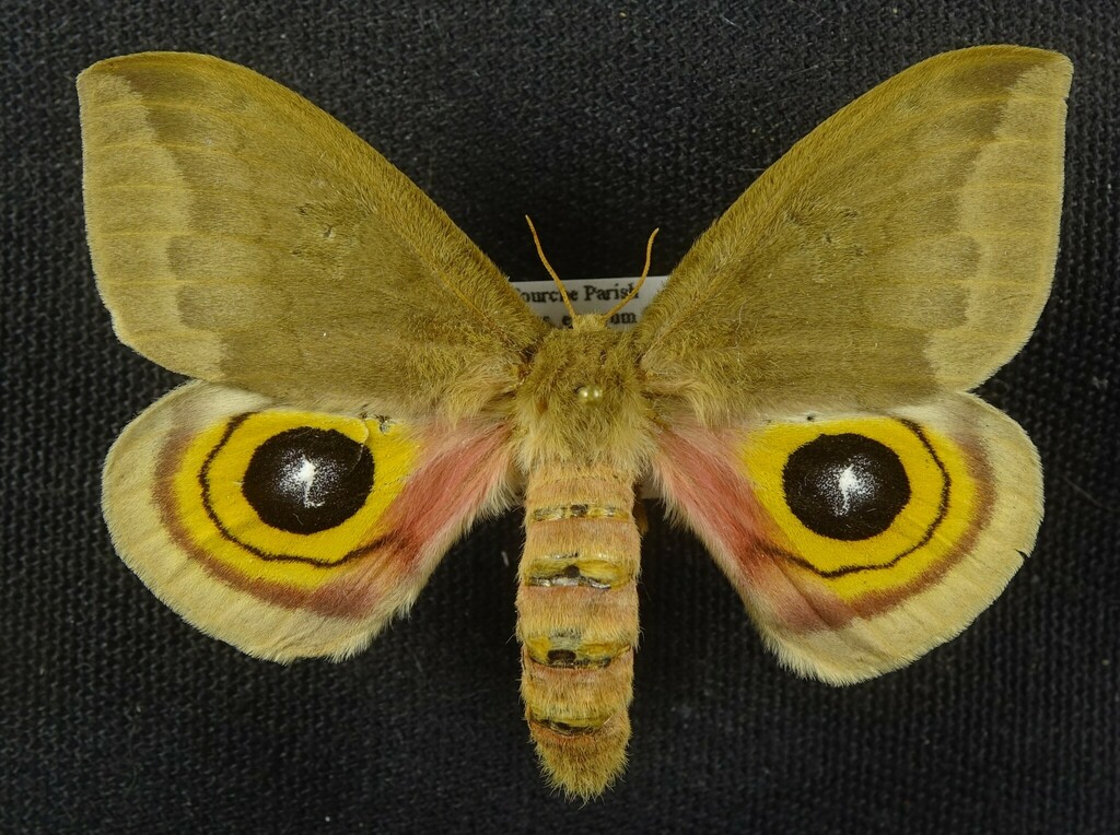 Louisiana eyed silkmoth in May 2002 by paul_dennehy. Adult moth reared ...