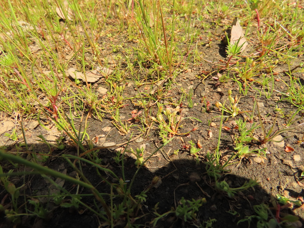 santa lucia dwarf rush in April 2023 by Barbara L. Wilson. Vernal pools ...