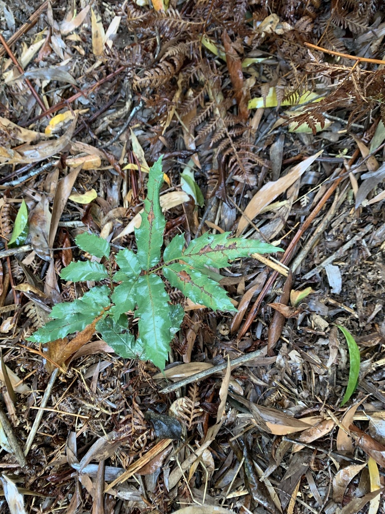 Beetroot tree from Advancetown Rd, Advancetown, QLD, AU on April 28 ...