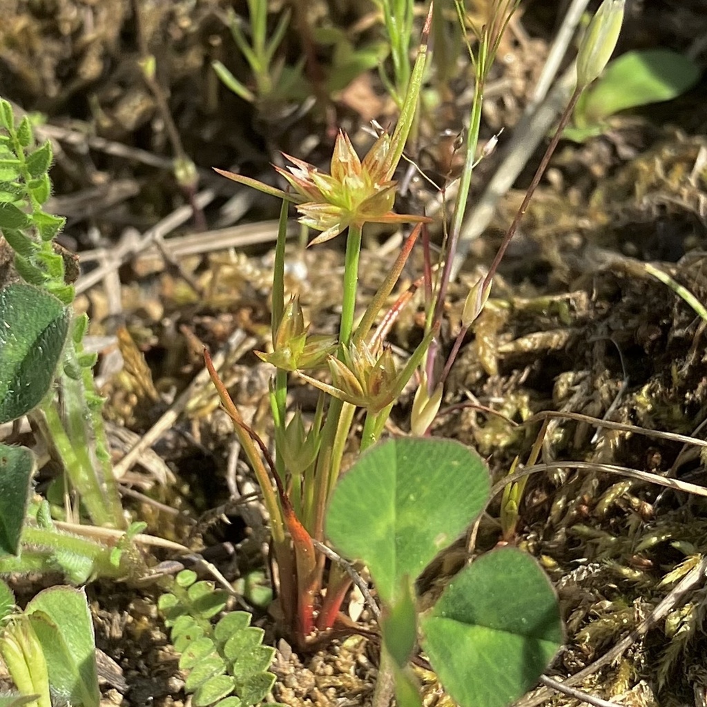 dwarf rush from Via la Frasca, Capraia e Limite, Toscana, IT on April ...