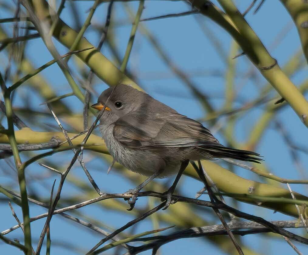 Verdin from 4500 E Pima Canyon Rd, Phoenix, AZ 85044, USA on April 27 ...