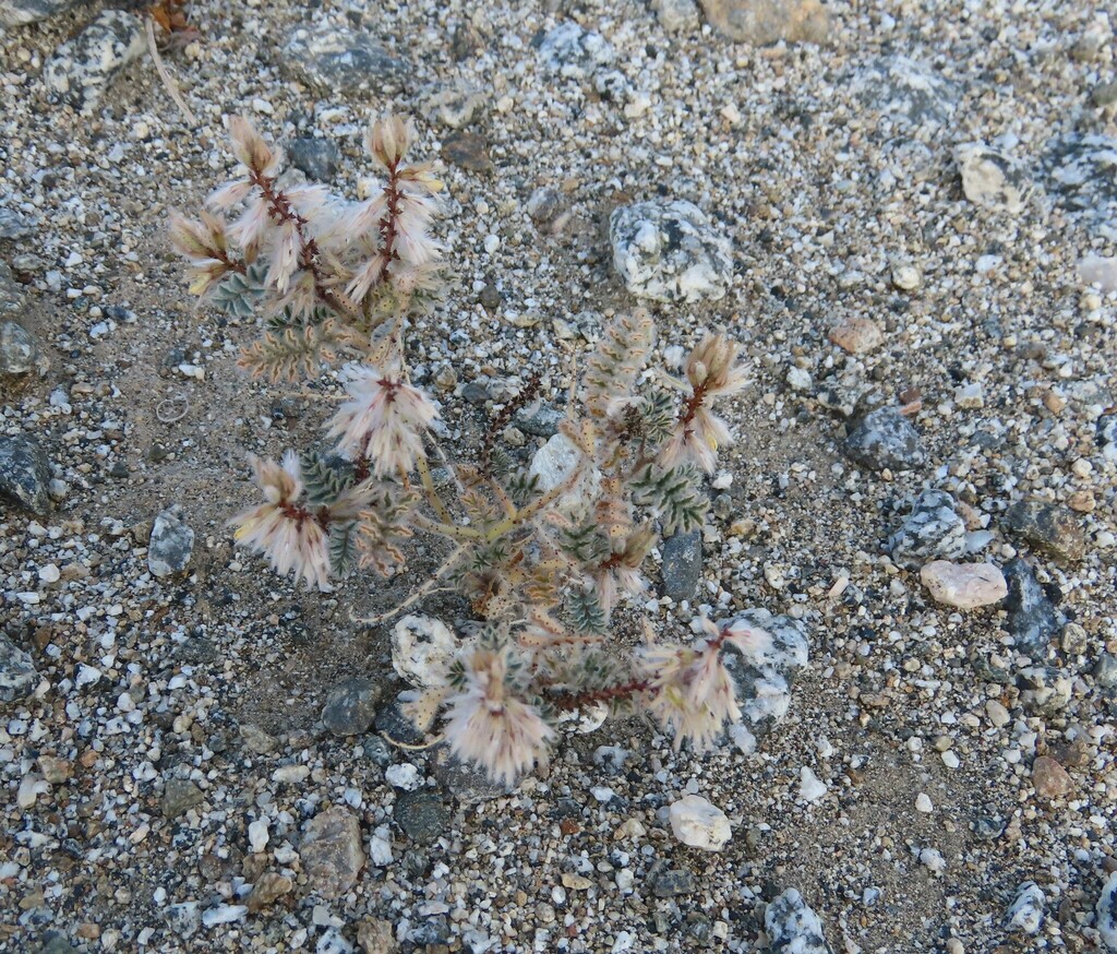 soft prairie clover from Riverside County, CA, USA on April 25, 2023 at ...