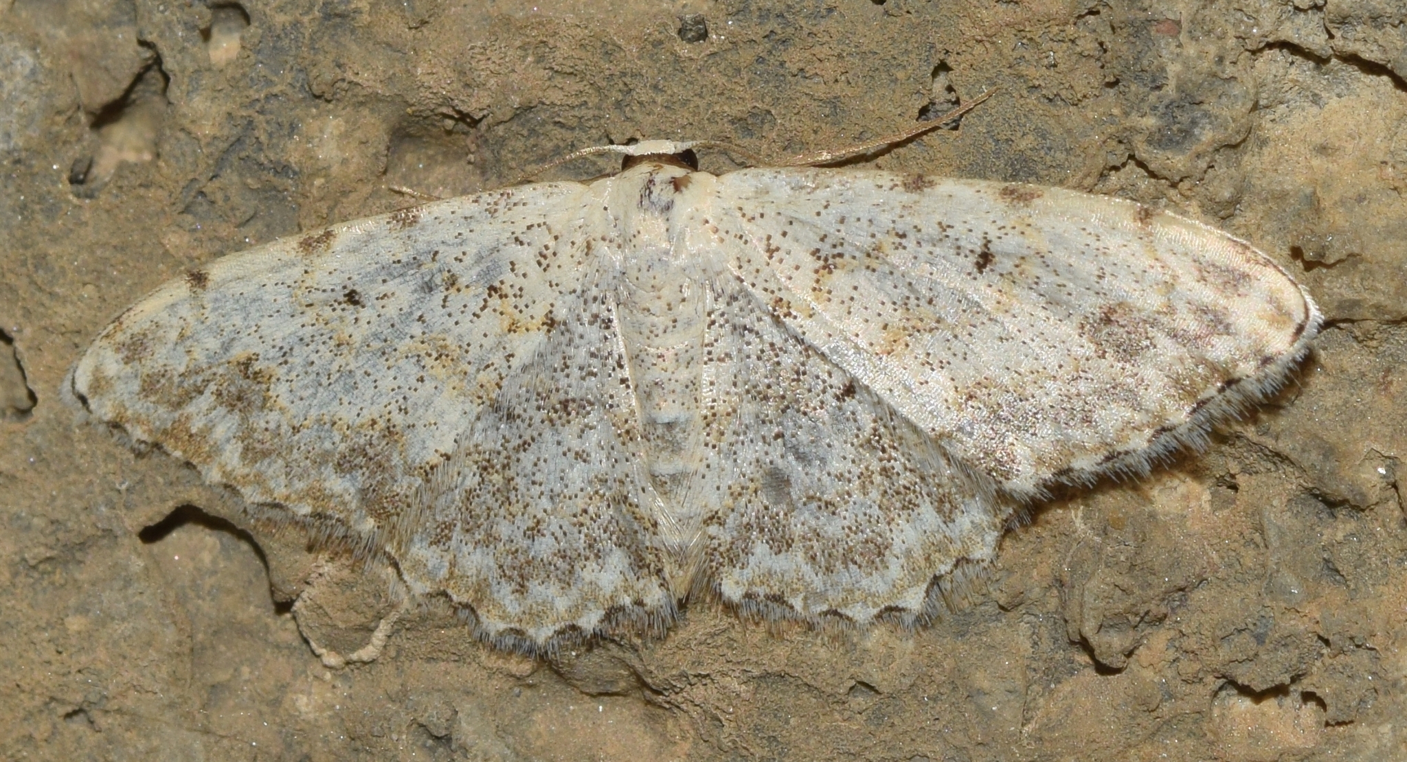 Scopula submutata (Treitschke, 1828)