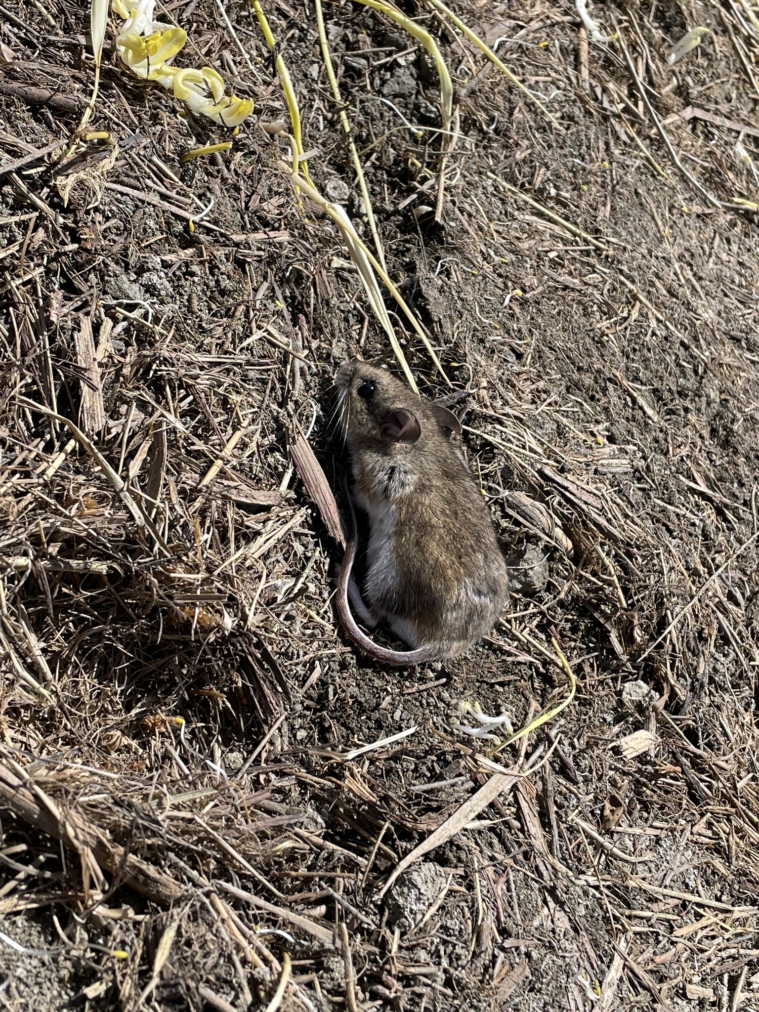 Peromyscus sonoriensis (Le Conte, 1853)