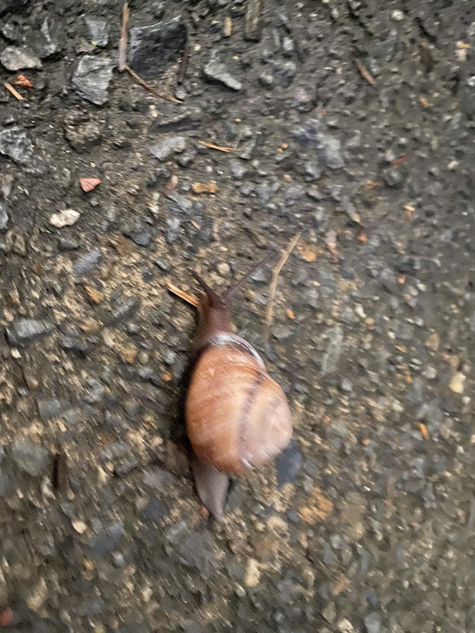 Sphaerospira Mörch, 1867